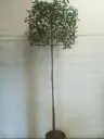 Photinia fraseri Red Robin Palissé Haute Tige Tronc +/- 200 cm Palissé ...